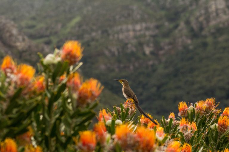 Table Mountain Guide | Biosphere, Activities, and More | Wander Cape Town