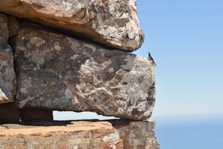 Table Mountain Guide | Biosphere, Activities, and More | Wander Cape Town