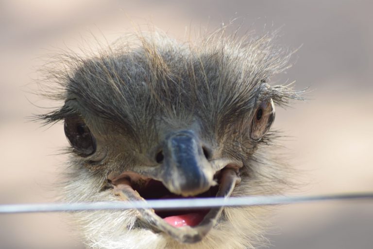 Oudtshoorn | A local’s guide to the ostrich capital of the world