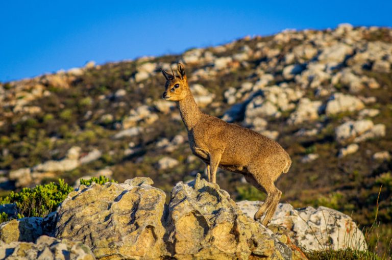 Cape Point Nature Reserve | Exploring the African Continent's Edge