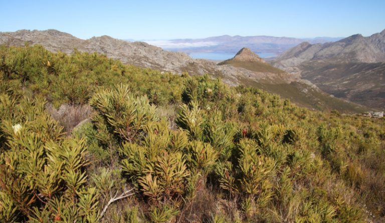 Protecting Cape Town's Native Plants | Why It Matters | Wander Cape Town