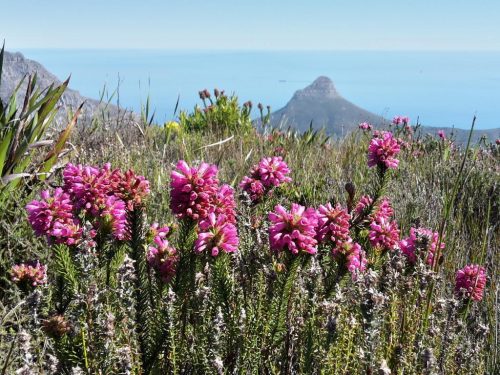 Protecting Cape Town's Native Plants | Why It Matters | Wander Cape Town