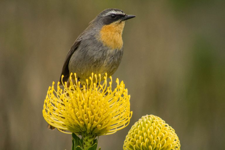 27 Stunning Birds in Cape Town | Wander Cape Town