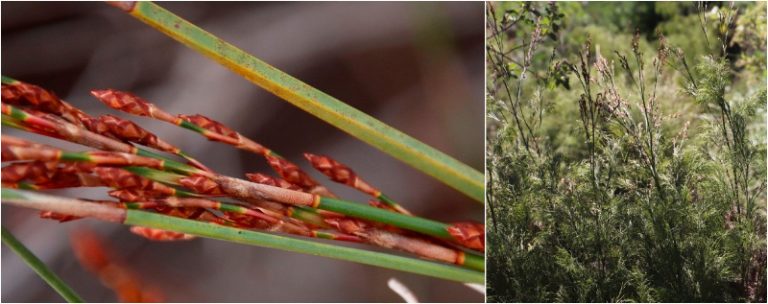 21 beautiful plants endemic to Table Mountain | Wander Cape Town