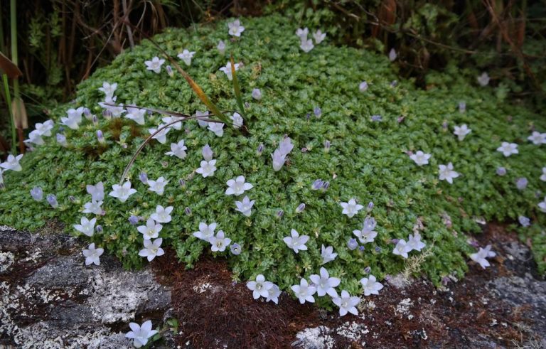 21 beautiful plants endemic to Table Mountain | Wander Cape Town