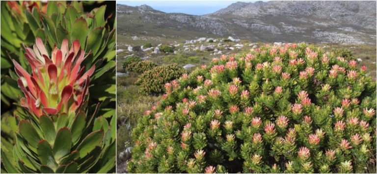 21 beautiful plants endemic to Table Mountain | Wander Cape Town