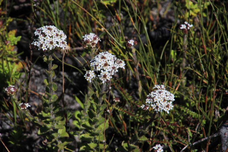 21 beautiful plants endemic to Table Mountain | Wander Cape Town
