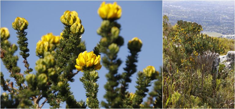 21 beautiful plants endemic to Table Mountain | Wander Cape Town
