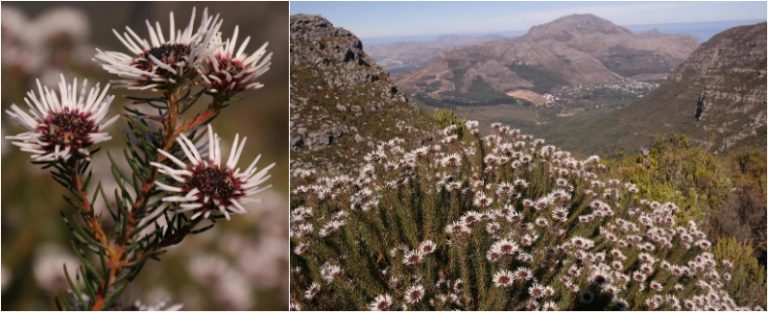 21 beautiful plants endemic to Table Mountain | Wander Cape Town