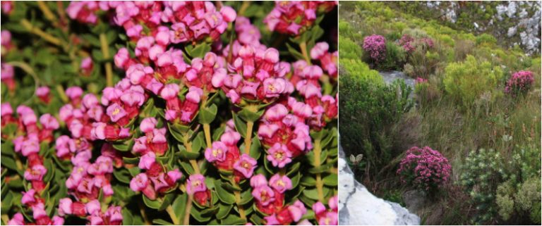 21 beautiful plants endemic to Table Mountain | Wander Cape Town