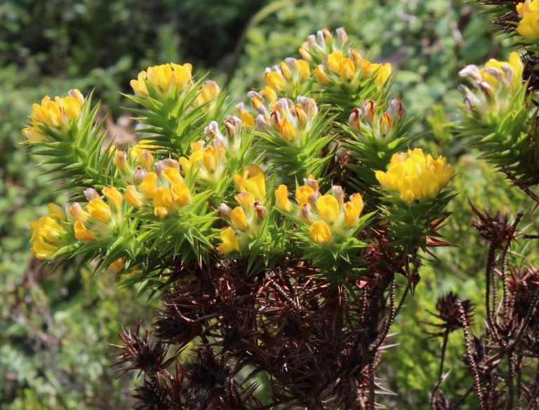 21 beautiful plants endemic to Table Mountain | Wander Cape Town