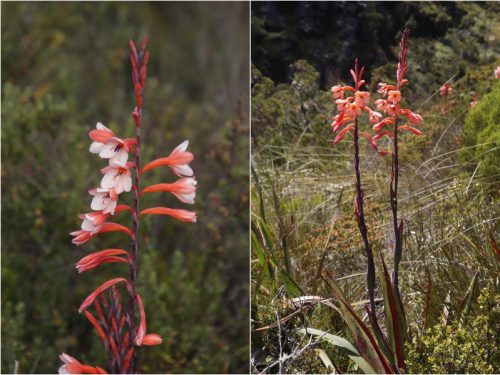21 beautiful plants endemic to Table Mountain | Wander Cape Town