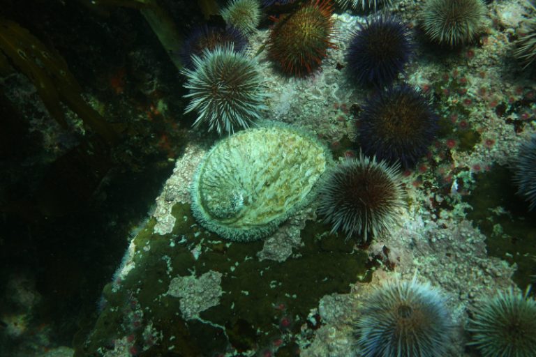 From Kelp Forests to Whales | A Tour of Cape Town's Marine Diversity ...