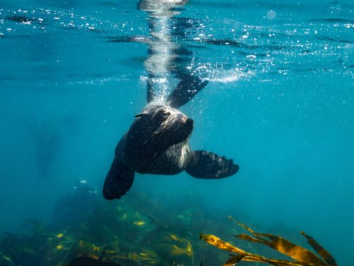 From Kelp Forests to Whales | A Tour of Cape Town's Marine Diversity ...