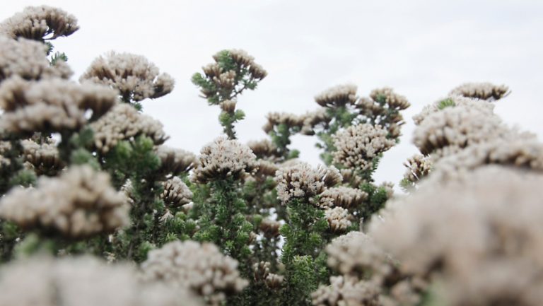 Growing a Sustainable Fynbos Garden | Tips for Success