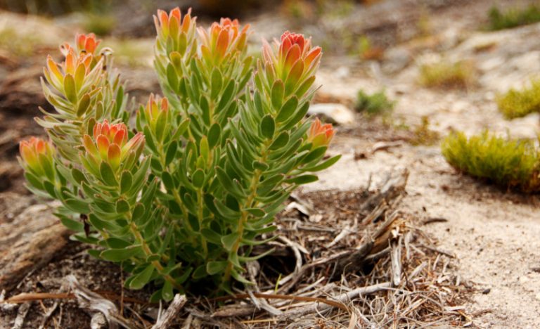 Growing a Sustainable Fynbos Garden | Tips for Success