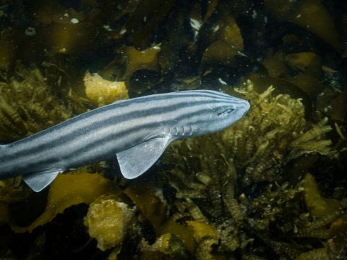 From Kelp Forests to Whales | A Tour of Cape Town's Marine Diversity ...