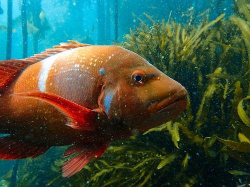 From Kelp Forests to Whales | A Tour of Cape Town's Marine Diversity ...