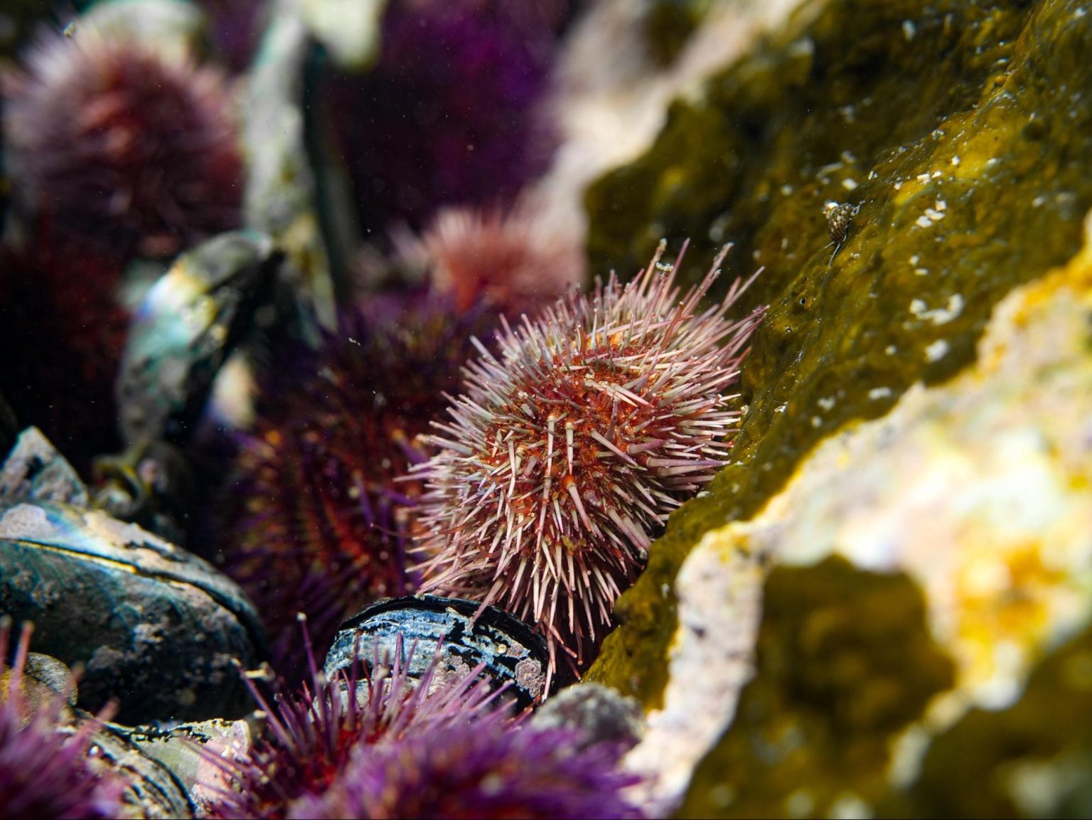 From Kelp Forests to Whales | A Tour of Cape Town's Marine Diversity ...