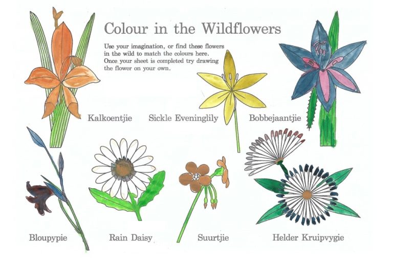 Exploring the West Coast Wildflowers | A Spring Guide to Wildflowers ...